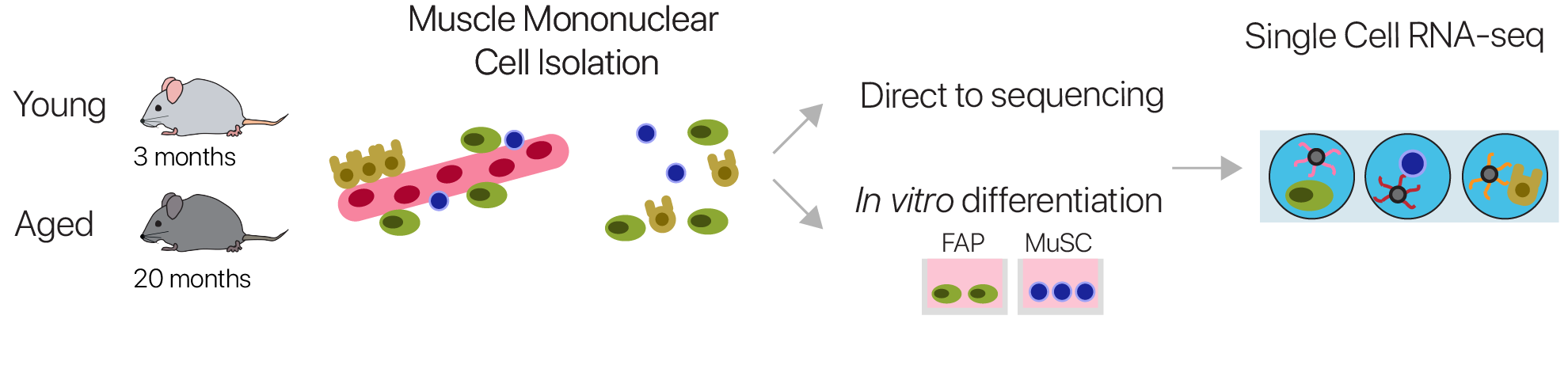 Murine aging cell atlas | Calico research