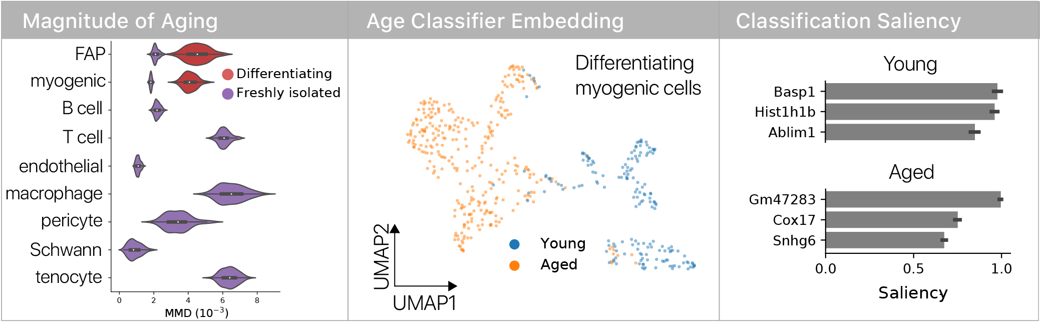 Murine aging cell atlas | Calico research