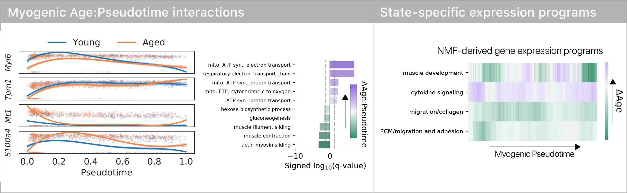 Murine aging cell atlas | Calico research