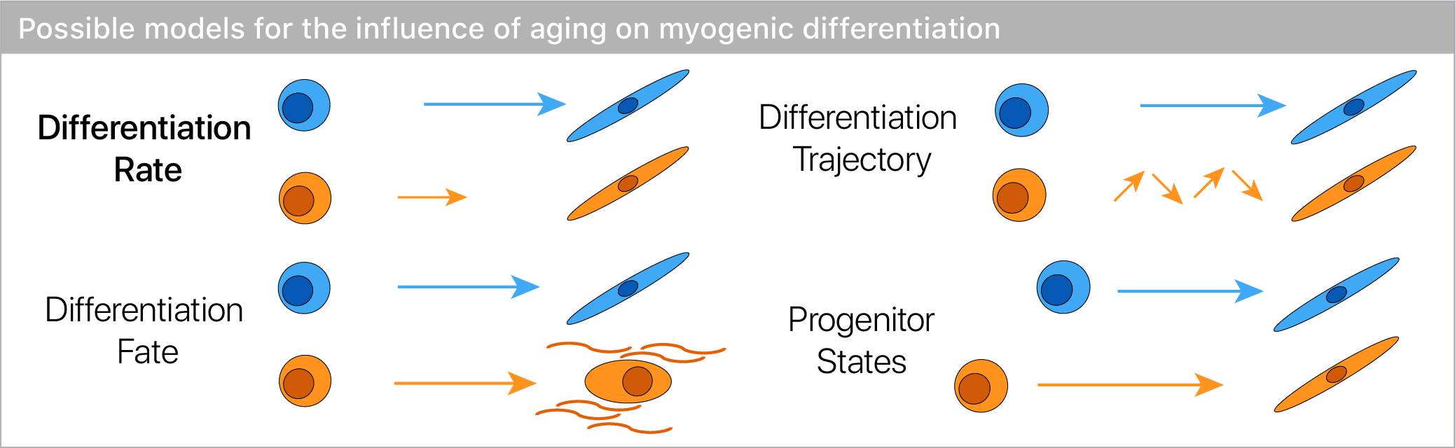Murine aging cell atlas | Calico research