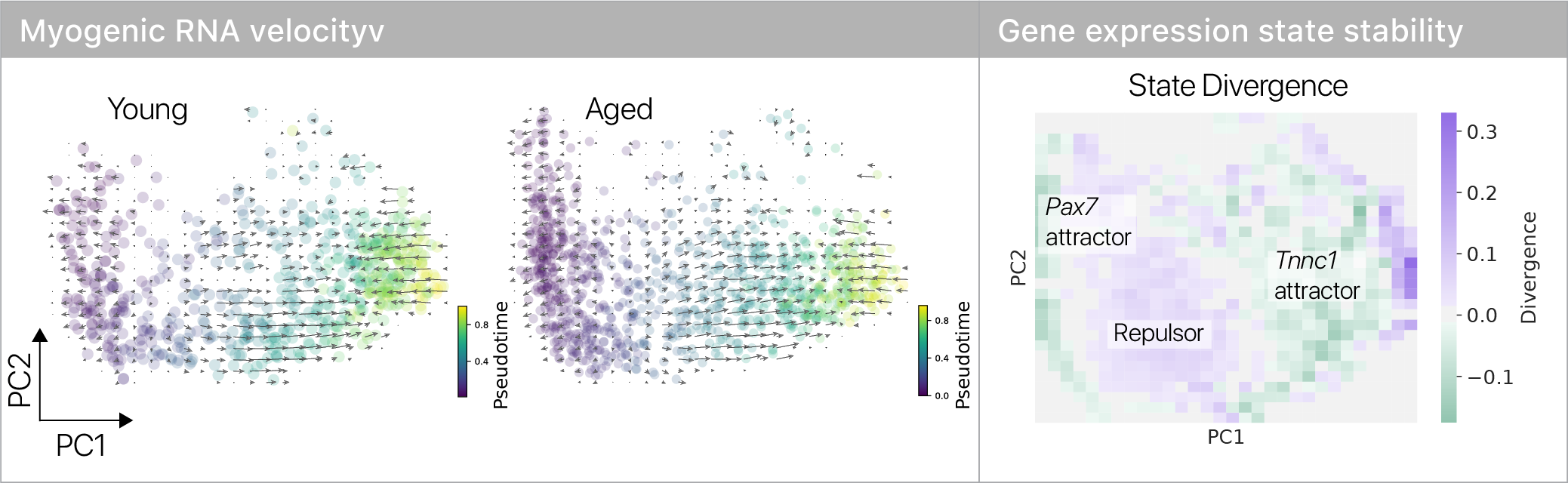 Murine aging cell atlas | Calico research